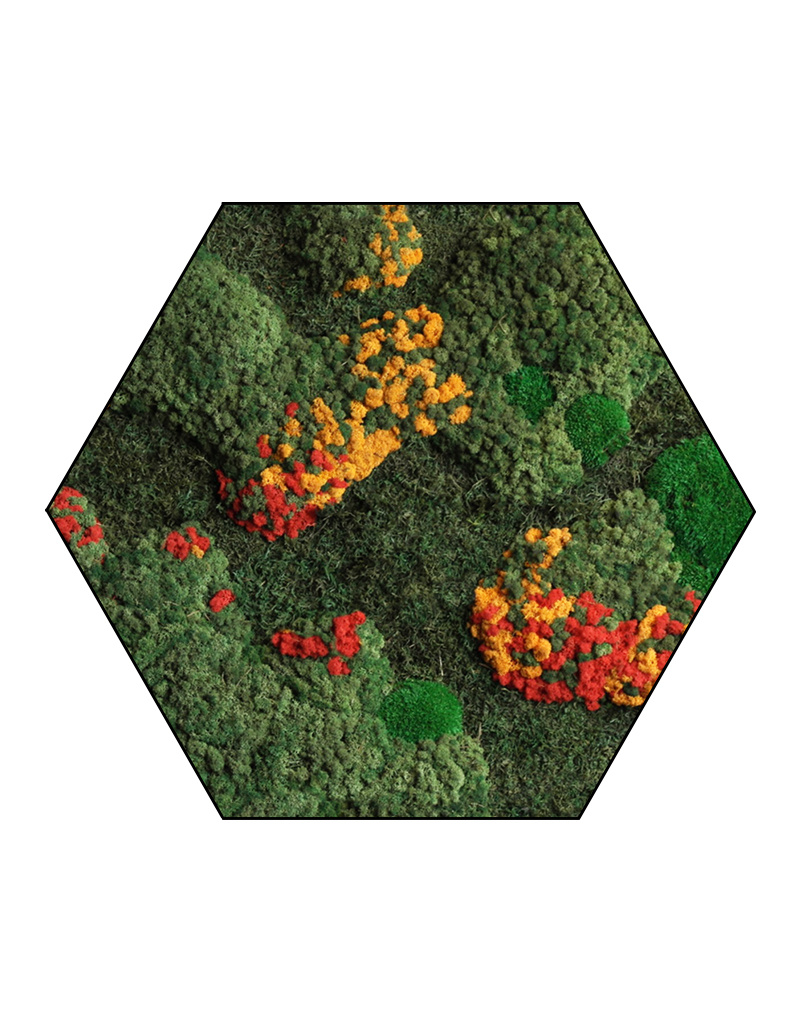 Moshexagon Pepper - Mosschilderij.nl