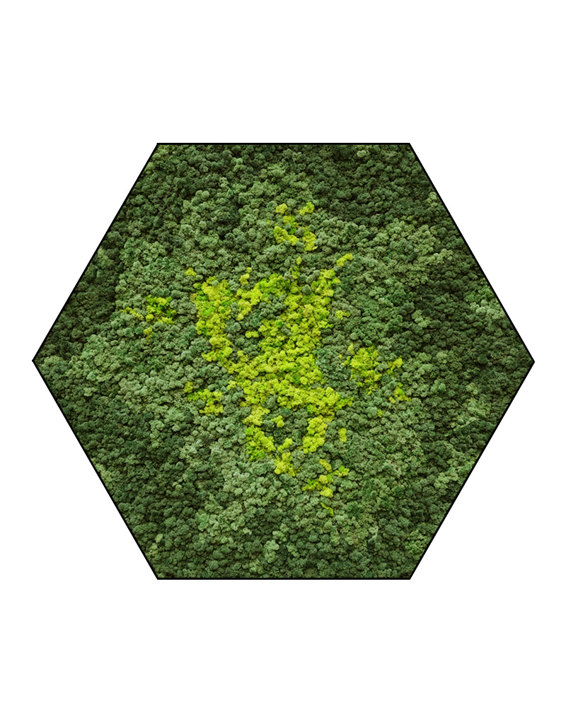 Mosshexagon Splash