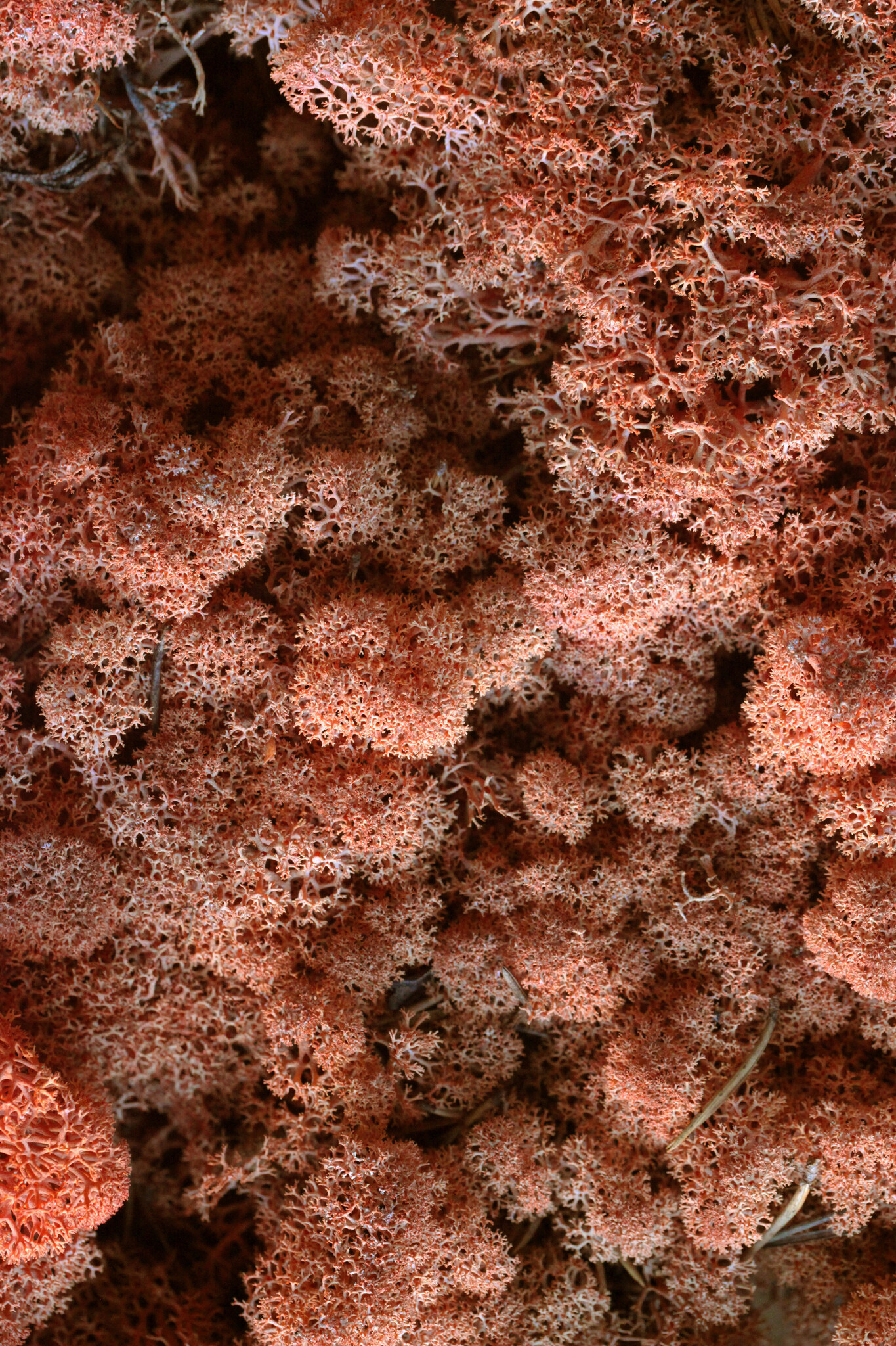 Moss sample reindeer moss Persici