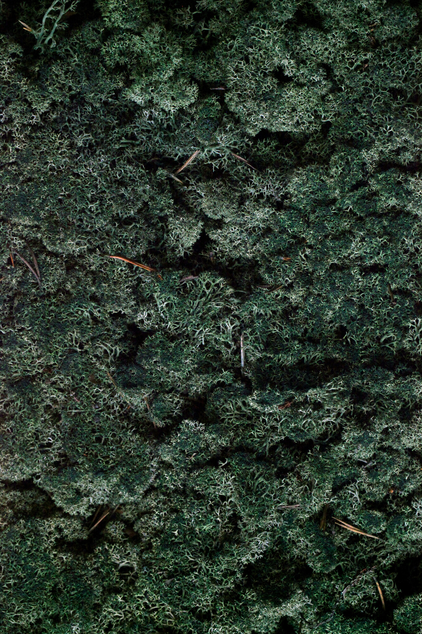 Moss sample reindeer moss Pine