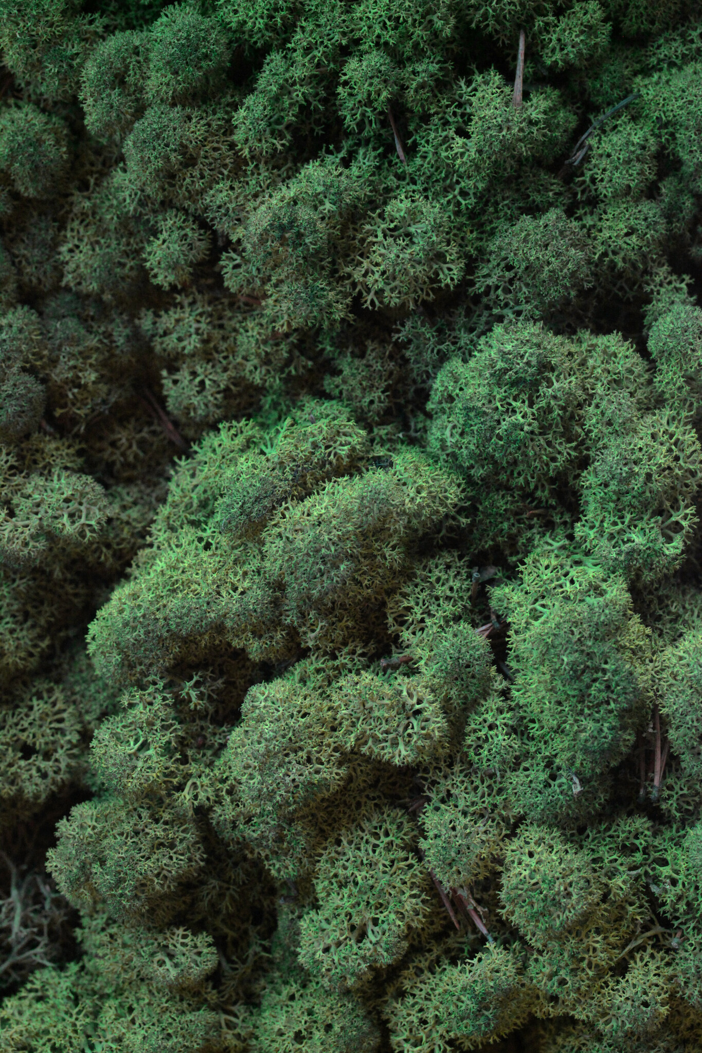 Moss sample reindeer moss Forest