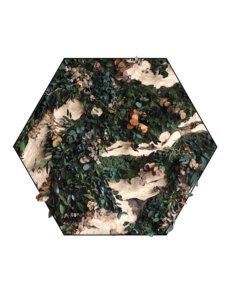 Junglehexagon style Rex