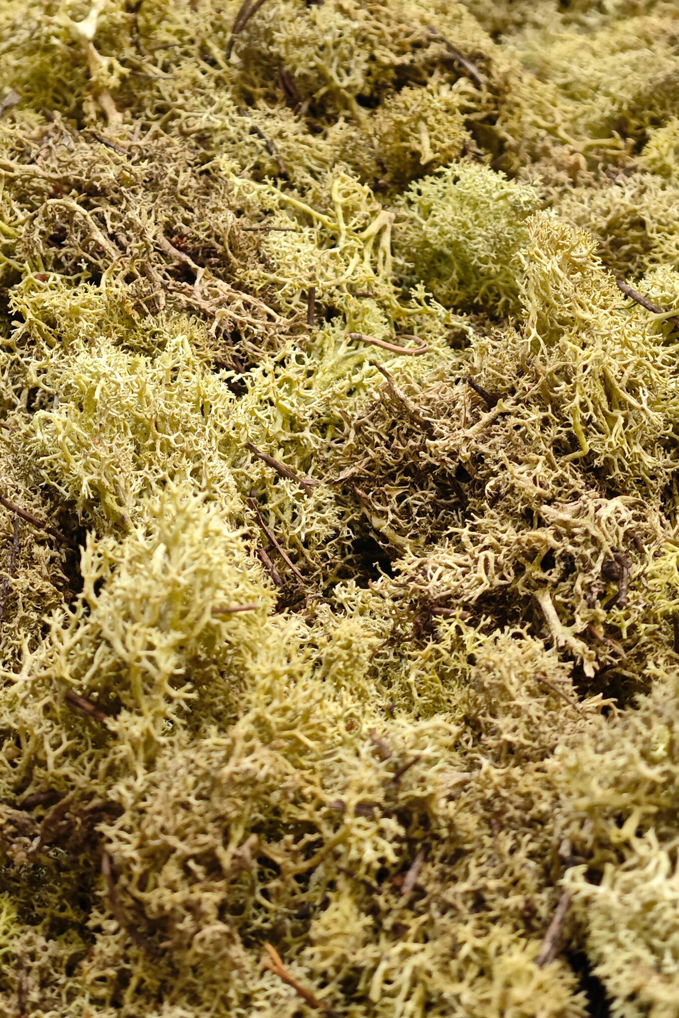 Mos sample ECO mos Vetus - Mosschilderij.nl