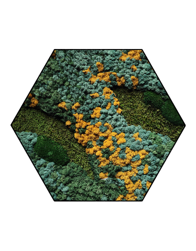 Mosshexagon Cascata
