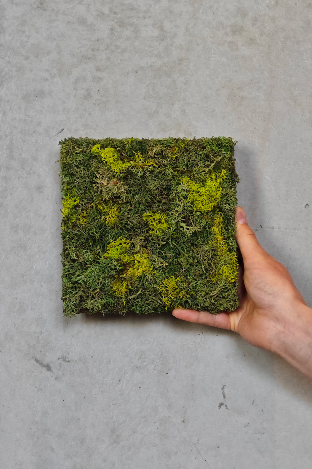 Sample moswand 17x17 cm | ECO mos | Mosschilderij.nl - Mosschilderij.nl