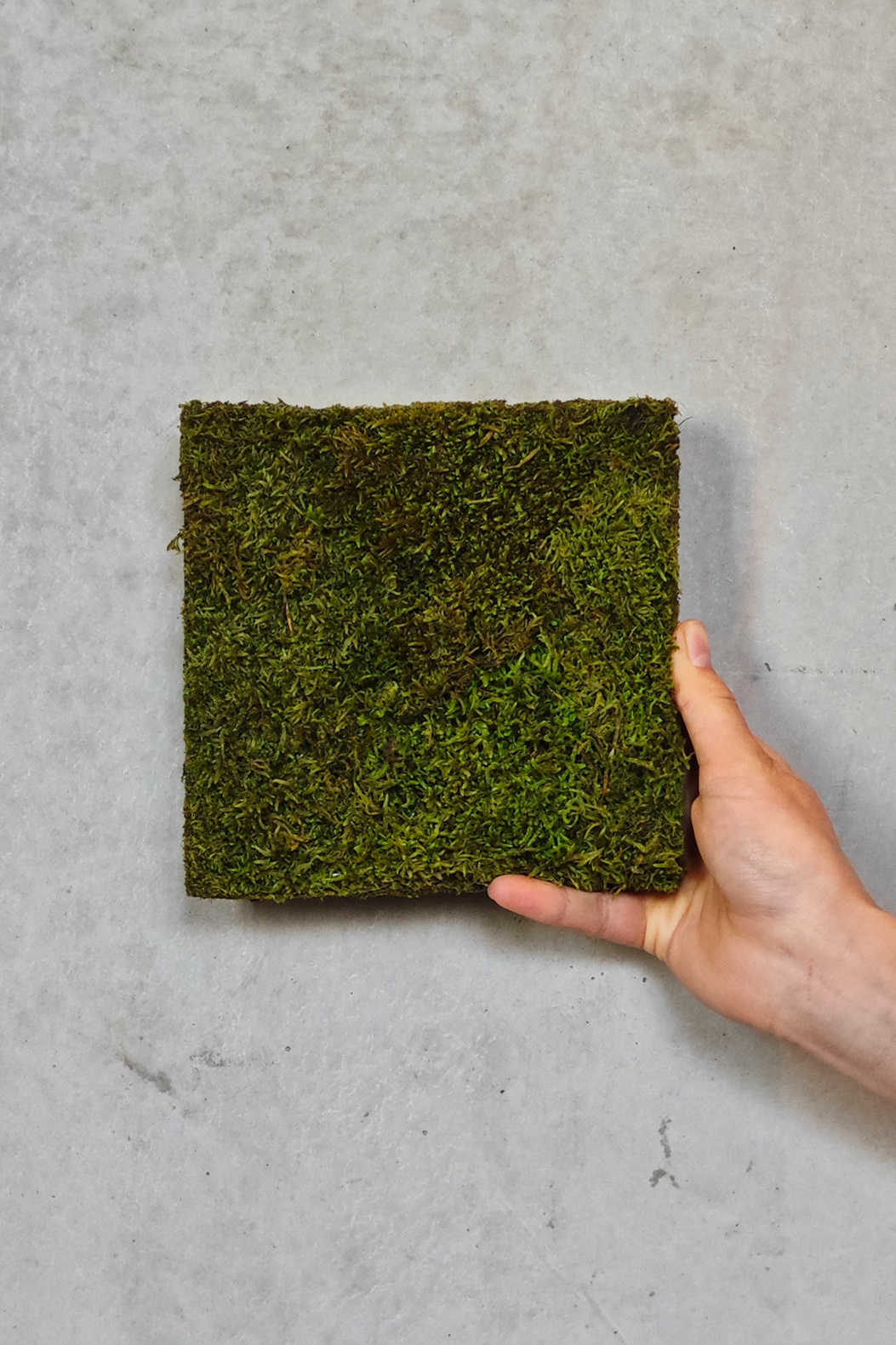 Sample Moss Wall 17x17 cm | Flatmoss | mosschilderij.nl