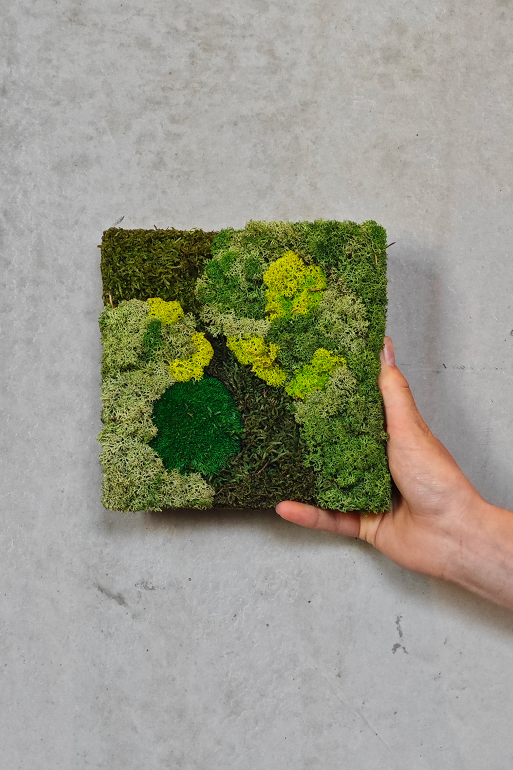 Sample moss wall | Mix of reindeer moss, ball moss, and flatmoss