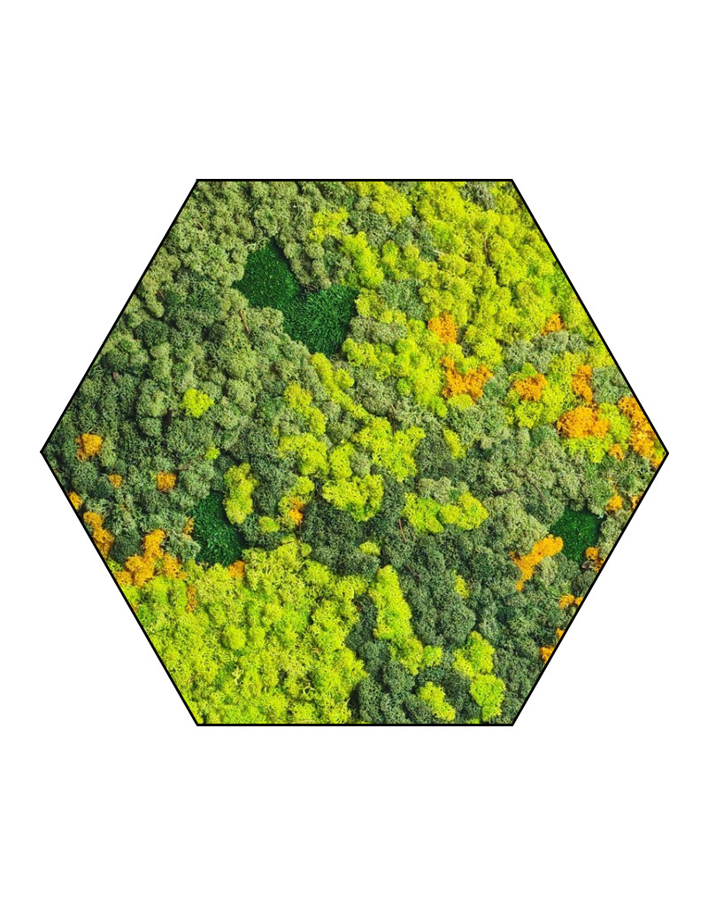 Moshexagon Sundara - Mosschilderij.nl