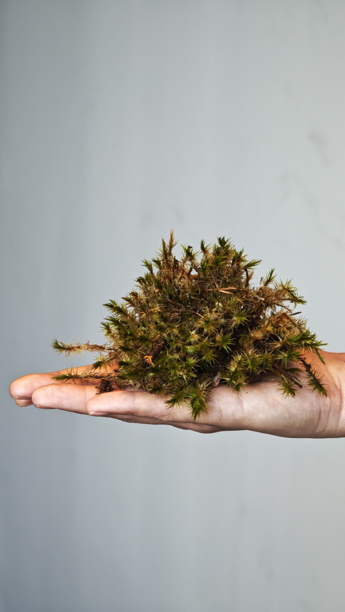 Terrarium Moss Mnium hornum