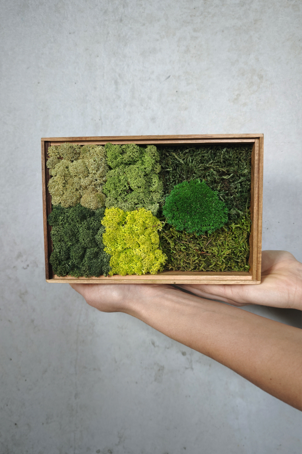Moss sample box