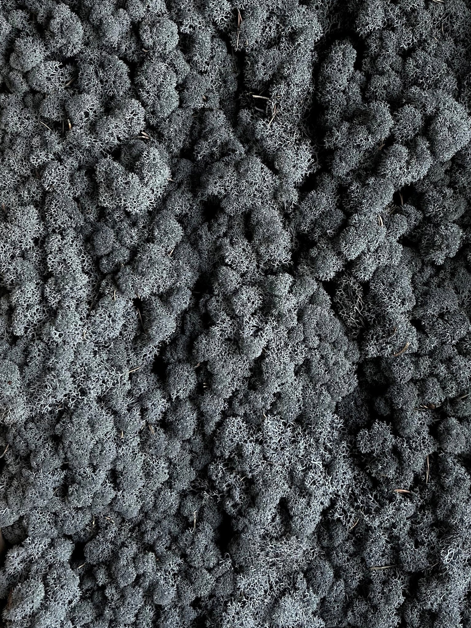 Reindeer moss box Antracia