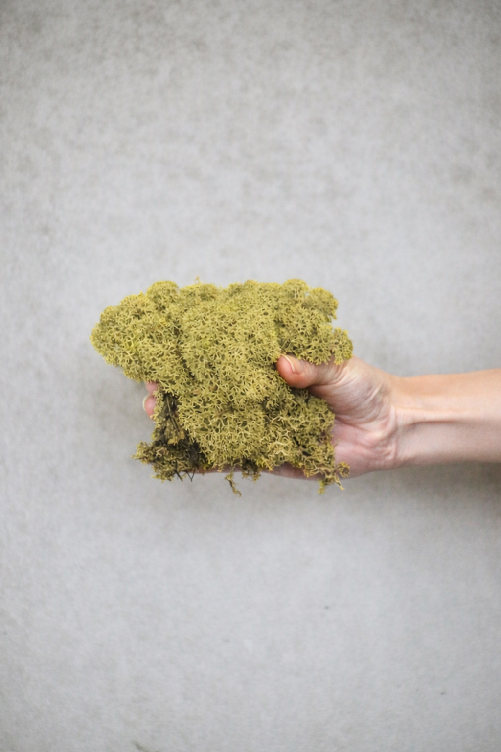 Reindeer moss box [L] Calma