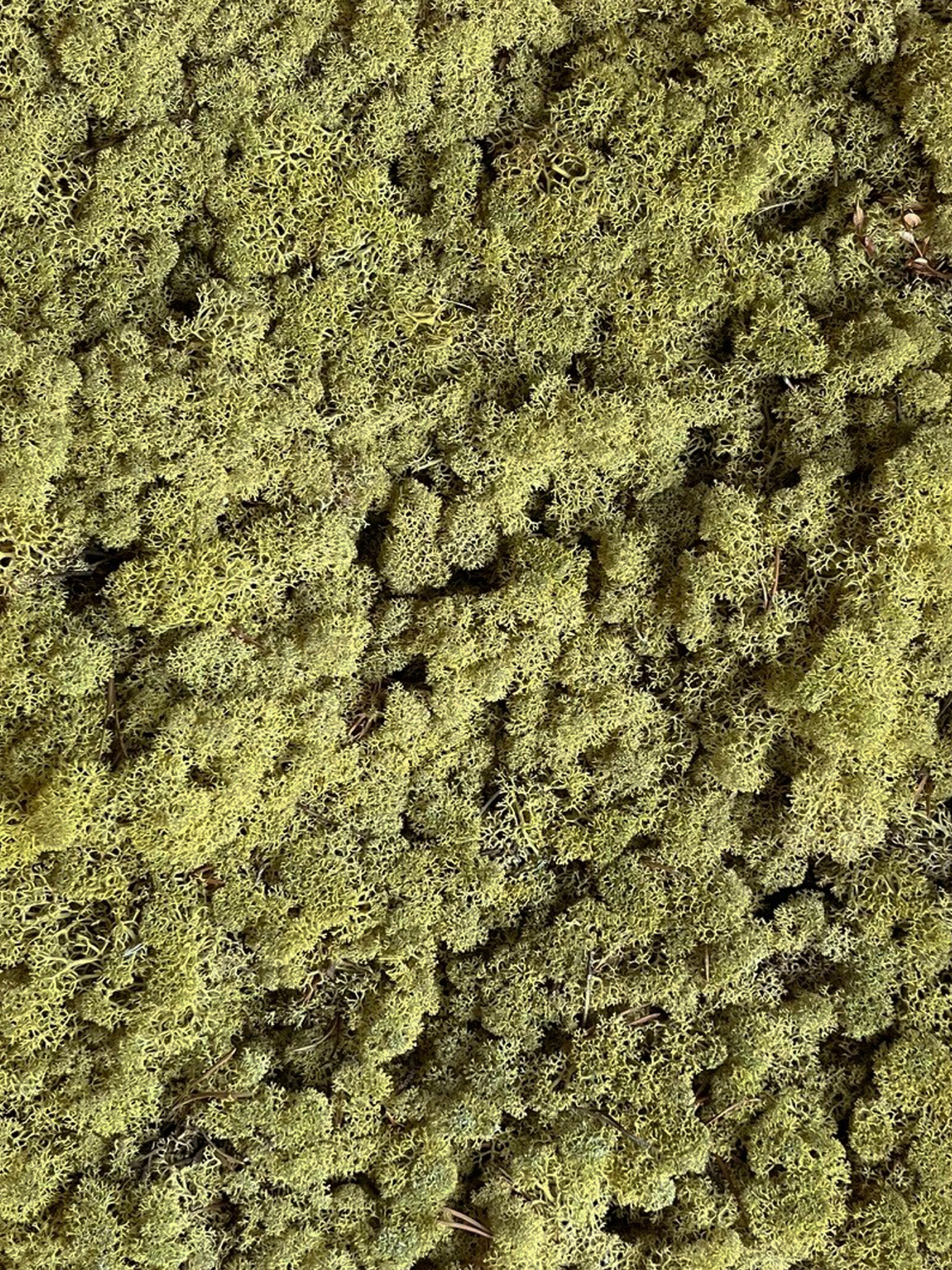 Reindeer moss box [L] Calma