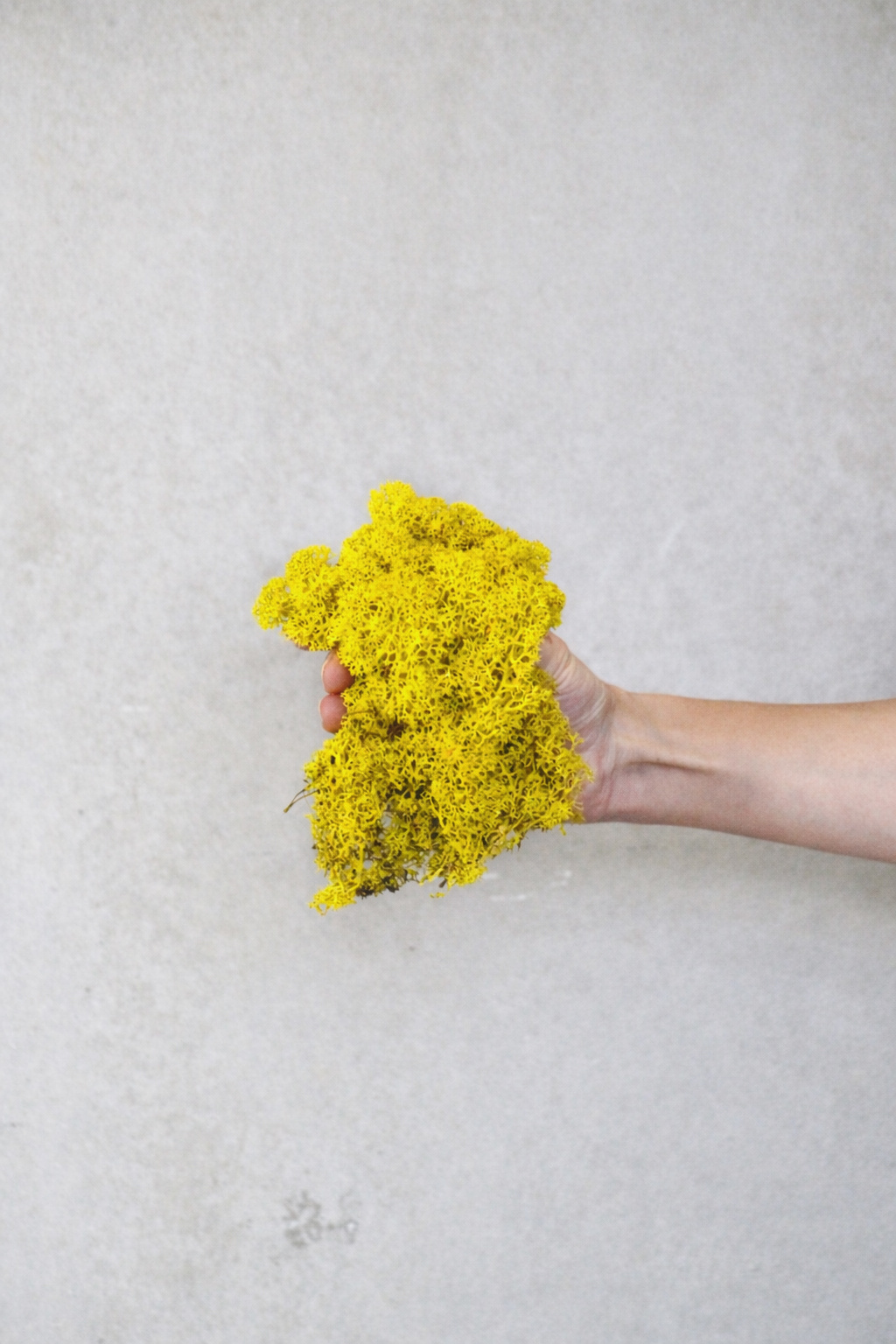 Reindeer moss box [L] Citrea