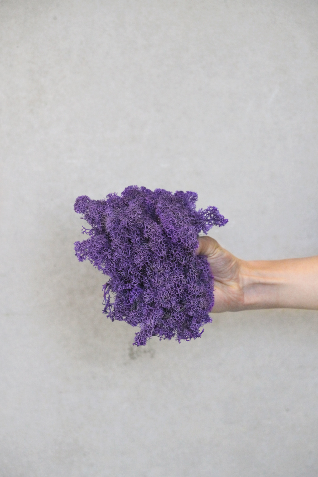 Reindeer moss box [L] Purpura