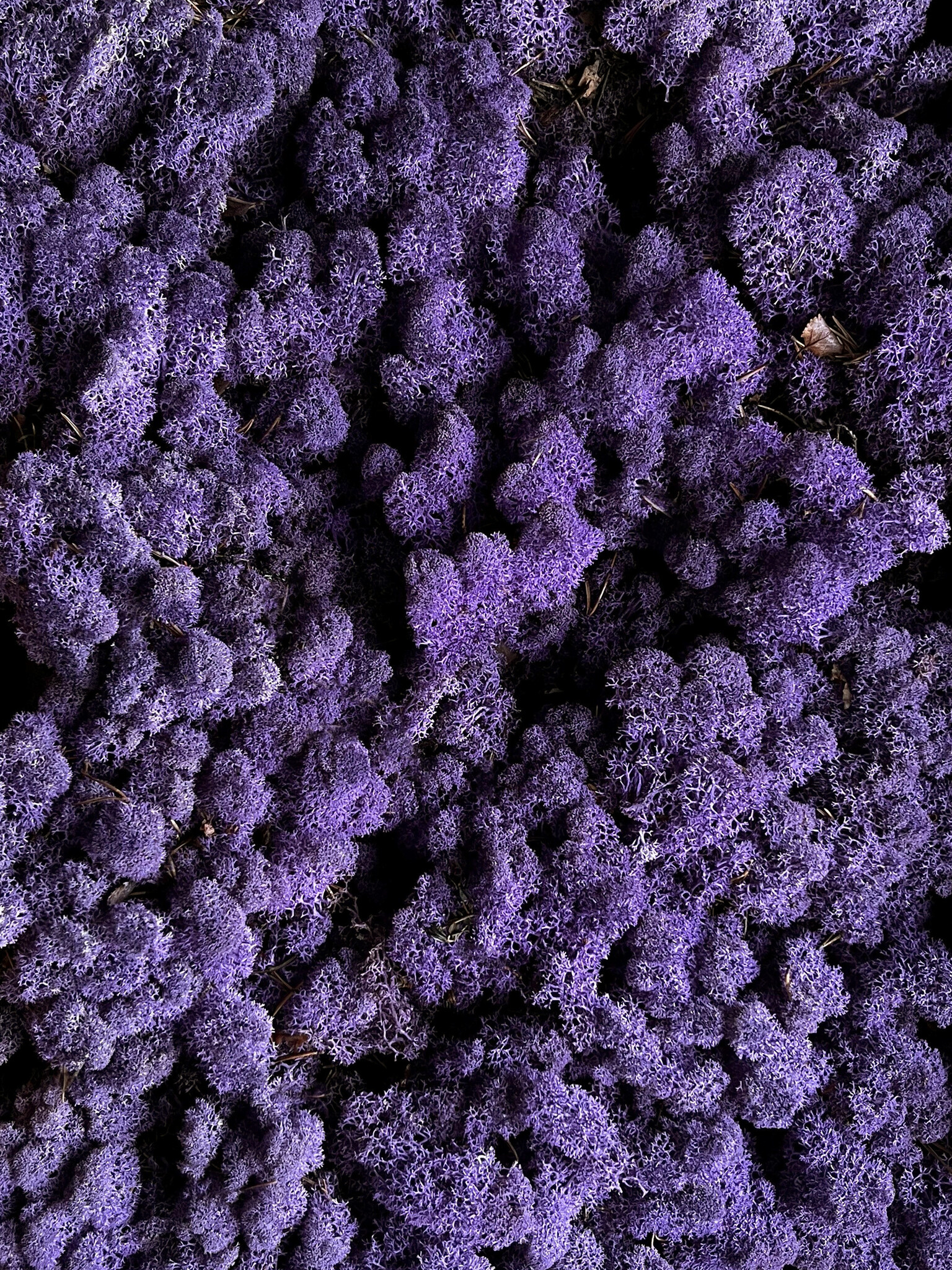 Reindeer moss box [L] Purpura