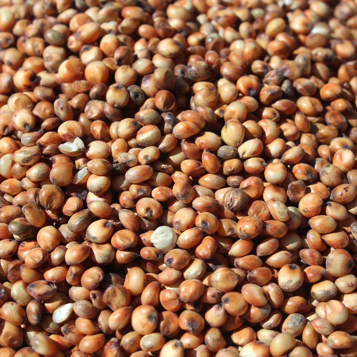 Dari Rood - Gedroogd / ongekookt - Kwalitatieve partikels - BFM Baits ...