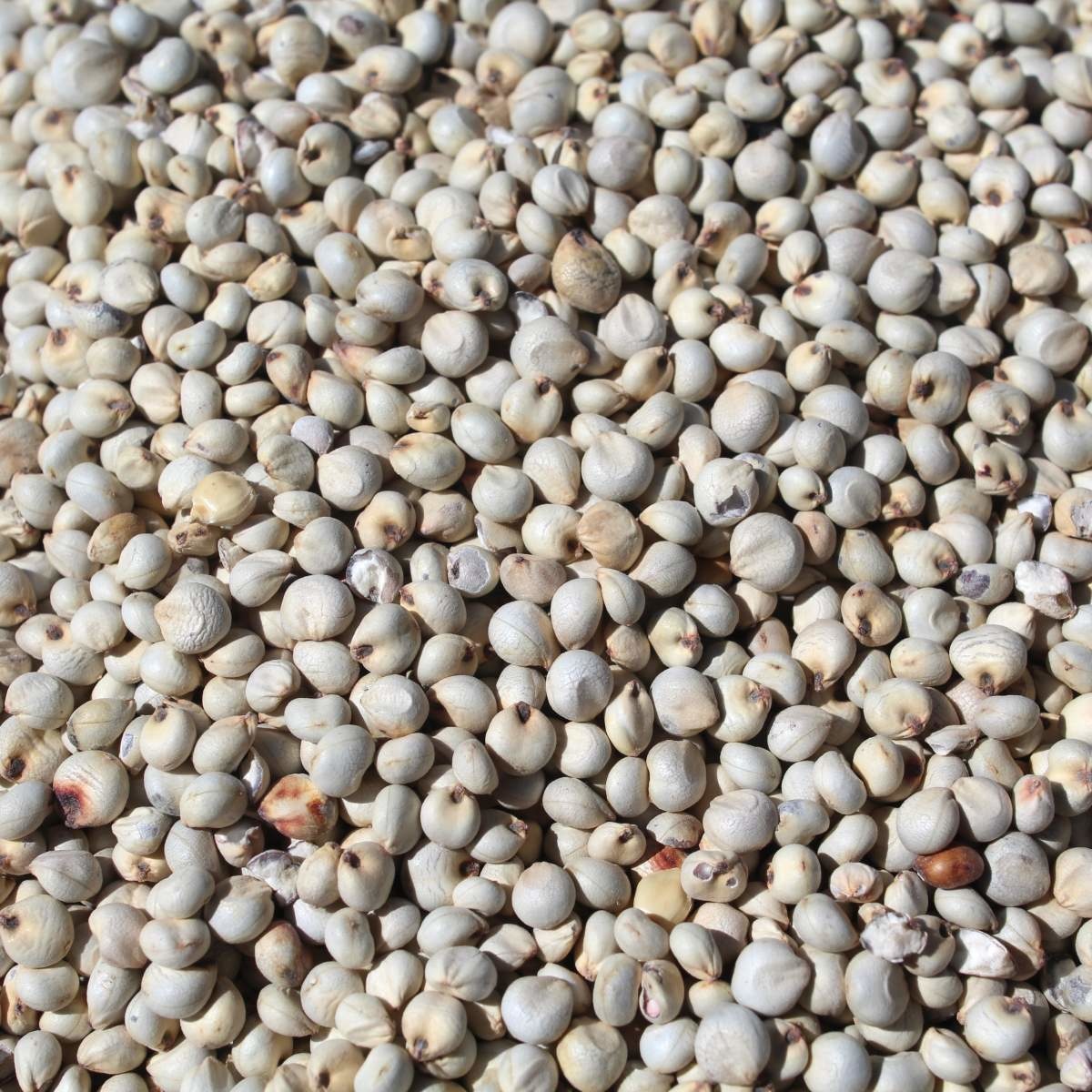 Dari Wit - Gedroogd / ongekookt - Kwalitatieve partikels - BFM Baits ...