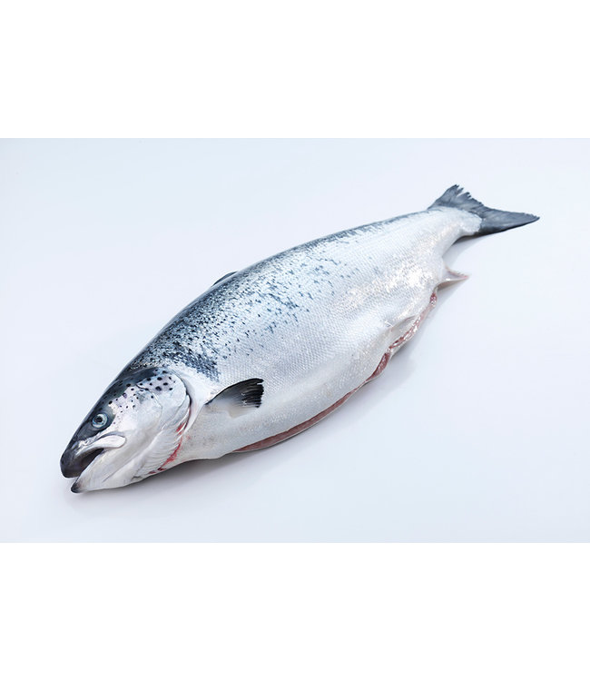 Verse Zalm heel - Urker Vishandel Hakvoort