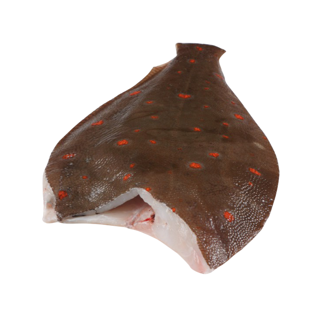 Schol panklaar - Urker Vishandel Hakvoort