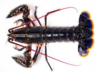 Europese Kreeft Levend - Urker Vishandel Hakvoort