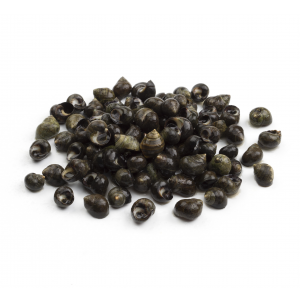 Alikruiken / Kreukels (1 kg.) - Urker Vishandel Hakvoort