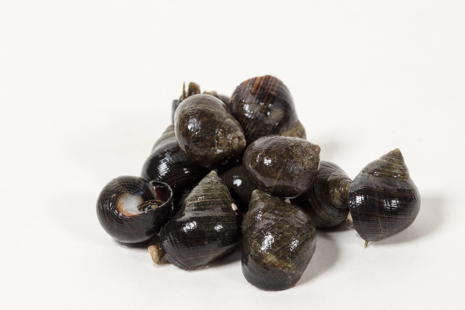 Alikruiken / Kreukels (1 kg.) - Urker Vishandel Hakvoort