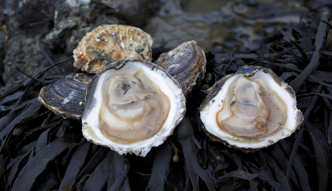 Platte Zeeuwse Oester - Urker Vishandel Hakvoort