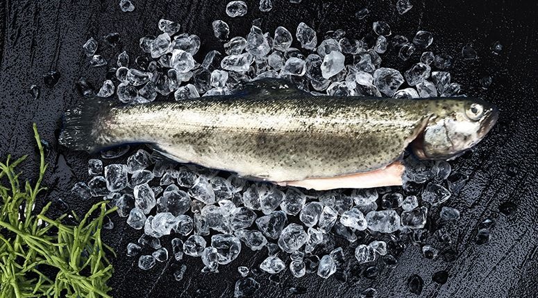 Forel filet - Urker Vishandel Hakvoort
