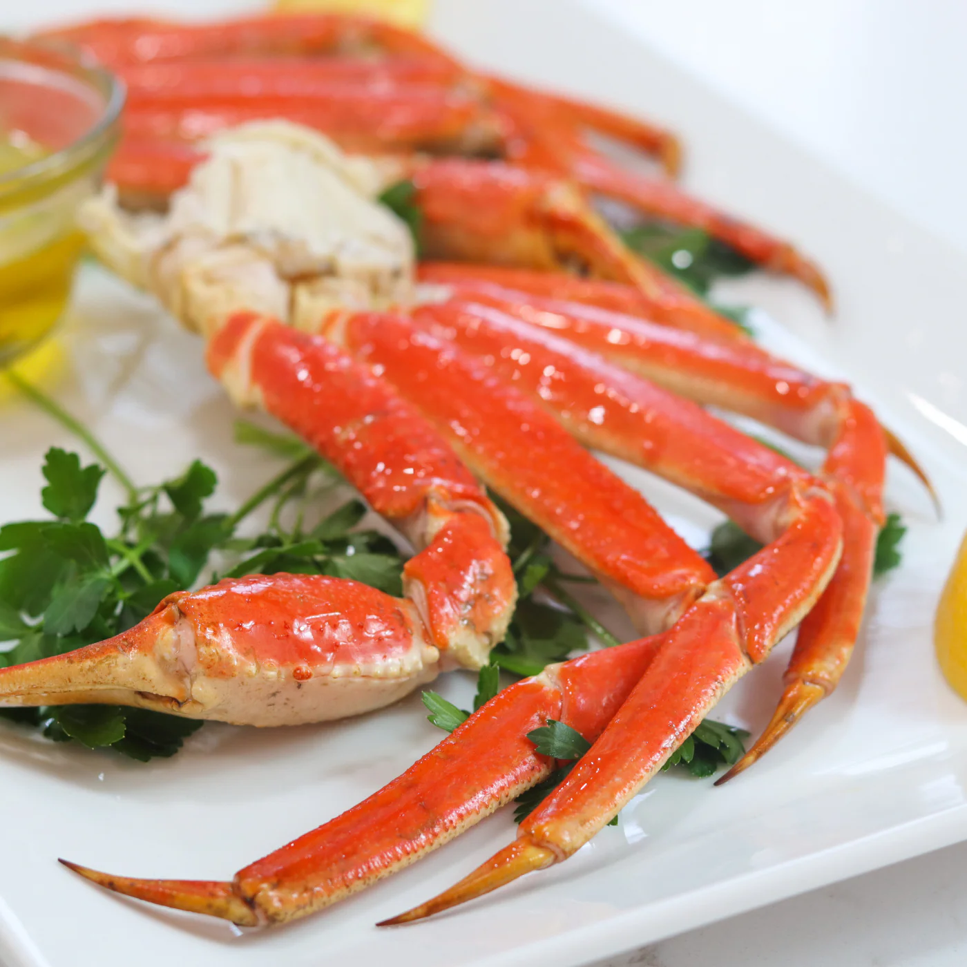 Sneeuw krab poten ( Snow crab ) - Urker Vishandel Hakvoort