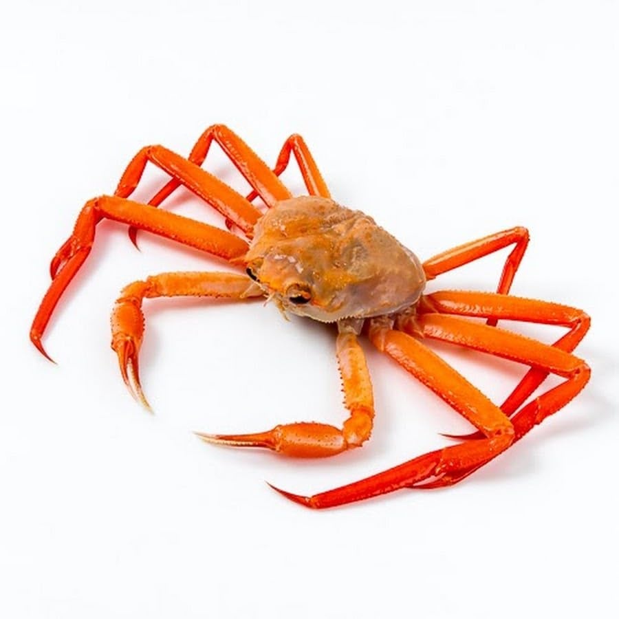 Sneeuw krab poten ( Snow crab ) - Urker Vishandel Hakvoort