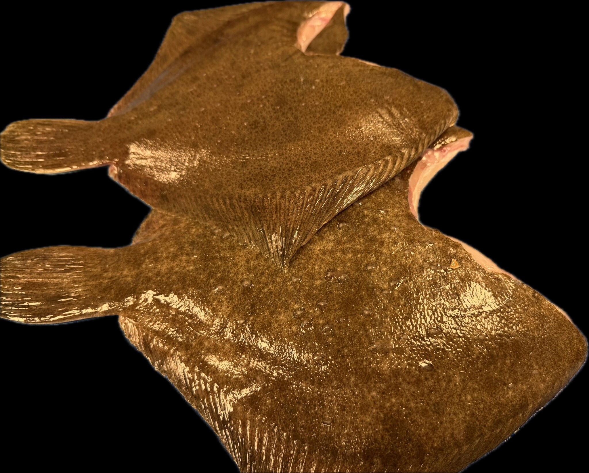 Panklare Tarbot - Urker Vishandel Hakvoort