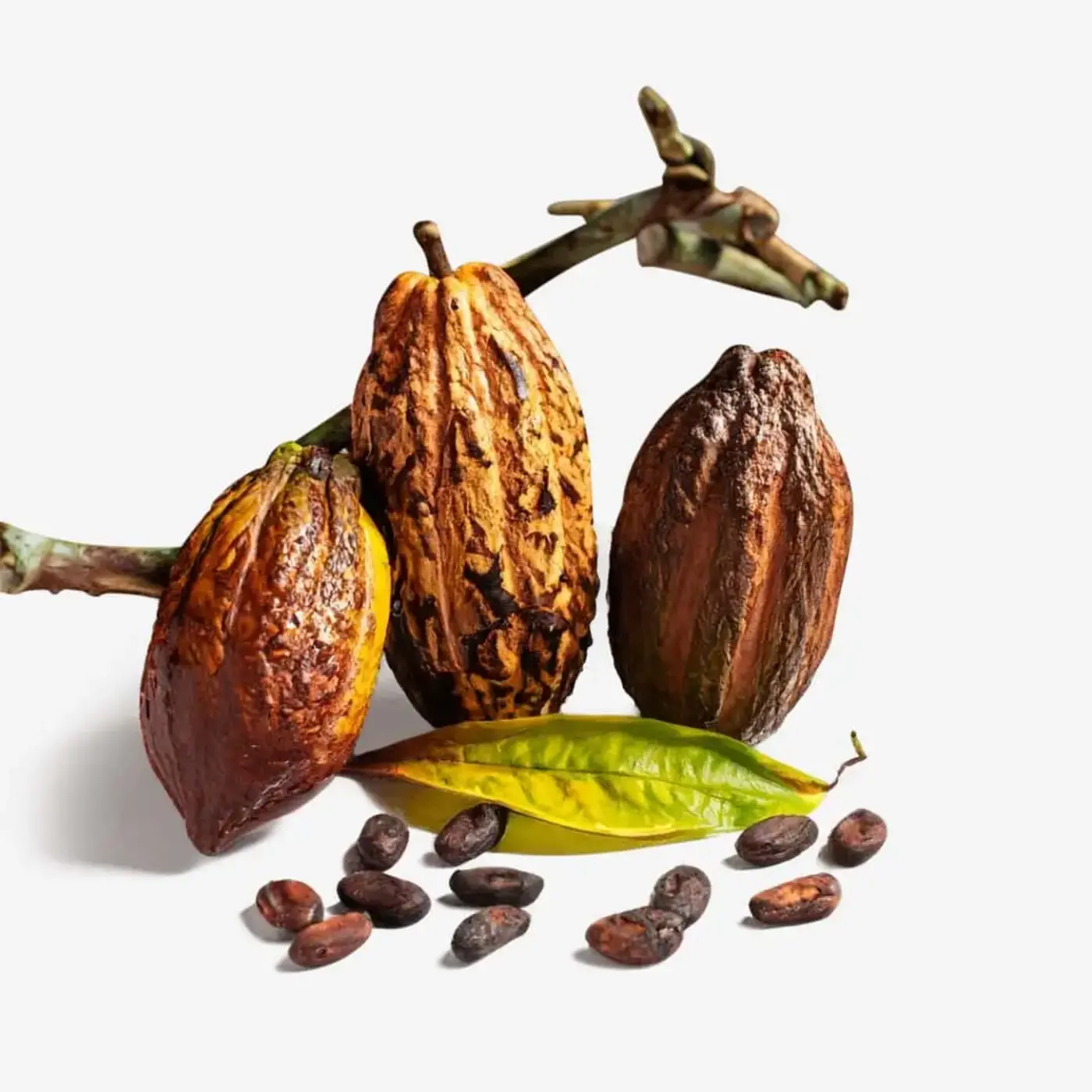 Cocoa Extract: Luxurious Nourishment for Soft, Supple Skin - Brewing ...