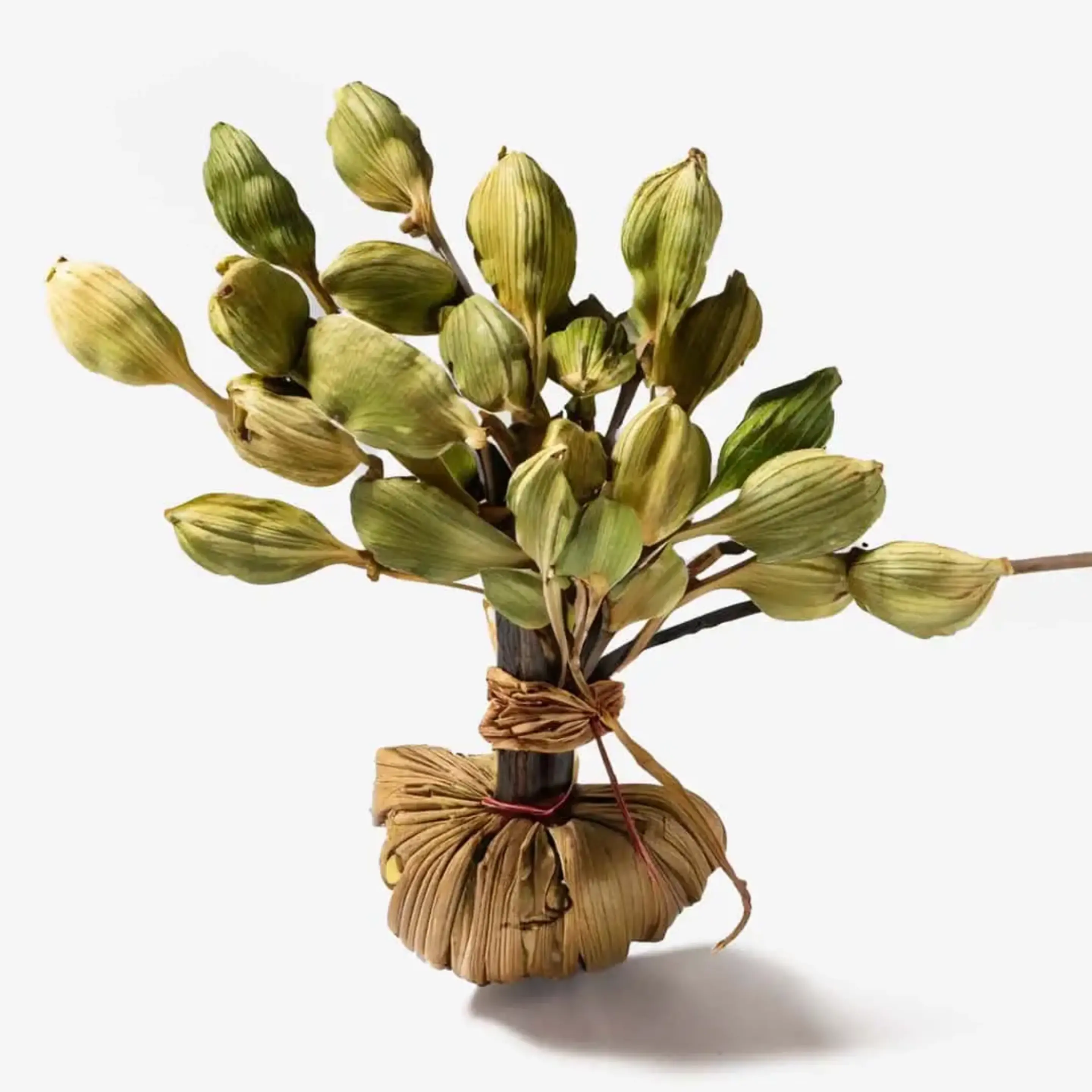 Cardamom Extract: Antioxidant-Rich Skin Shielding - Brewing Beauty Co.