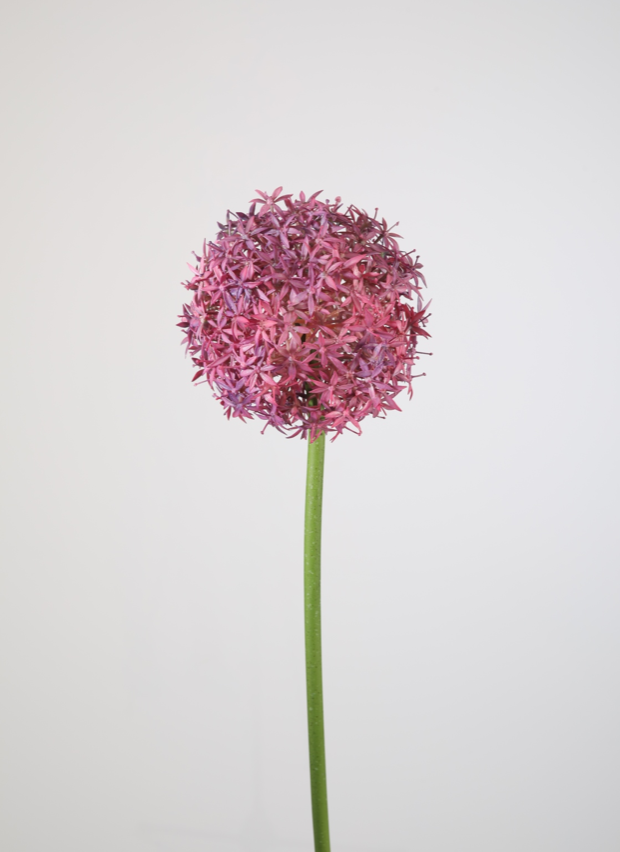 COLOURS AND GREEN - Allium Single stem 75cm, dia 14cm - Studio Ndrie8