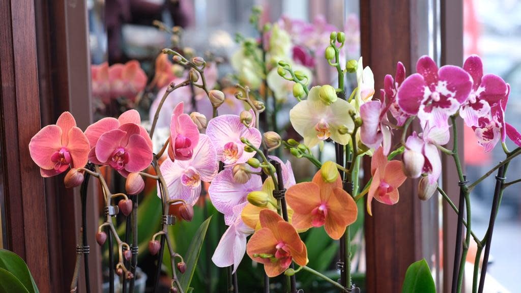 Classic Collection - Colour's Choice - Graceful - Daniel Ost