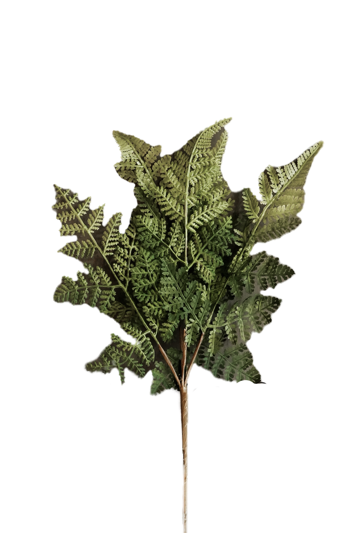Sprig of Athyrium Fern - HerbersLifeHerbersLifestylestyle