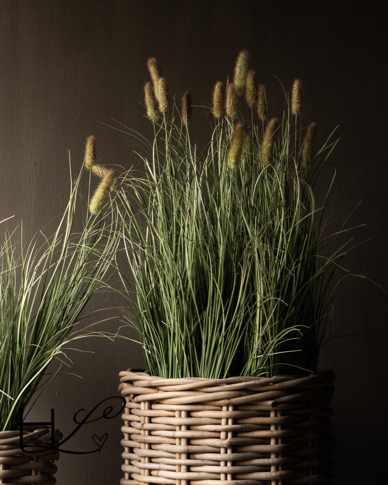 Phalaris Rietgras met pluimen - HerbersLifestyle