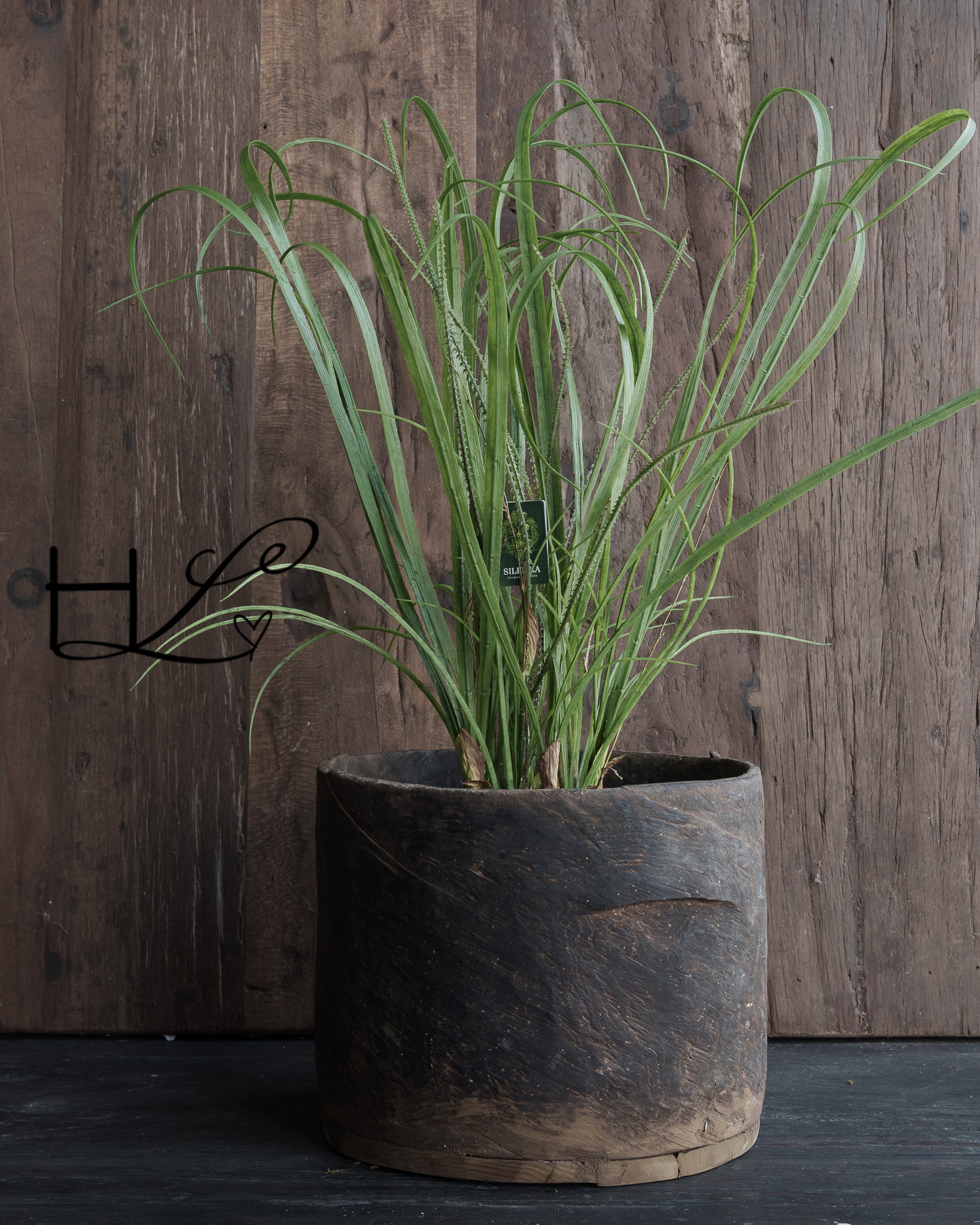GRASS O/SOIL GREEN 74 cm - HerbersLifeHerbersLifestylestyle