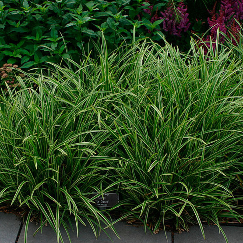 Carex morrowii ‘Ice Dance’ - Flowbo B.V.