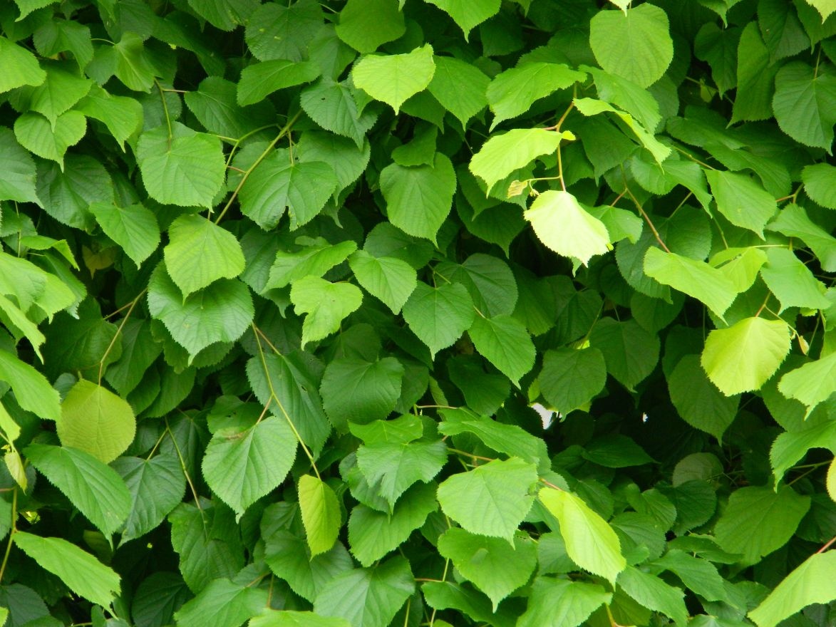 Leibomen kopen | FlowBo - Flowbo