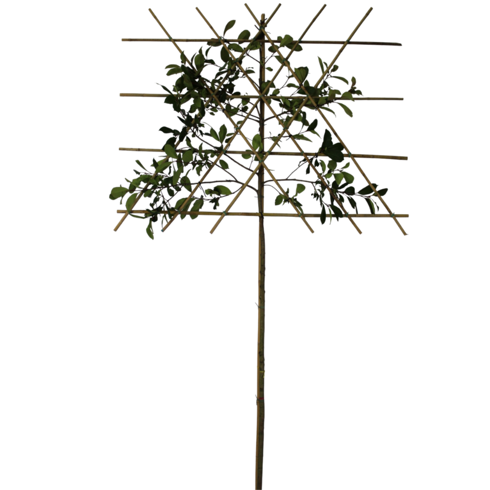 Lei Photinia fraseri Red Robin - Glansmispel - Flowbo B.V,