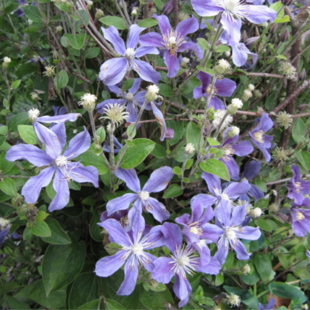 Clematis ‘Arabella’ - Flowbo B.V,