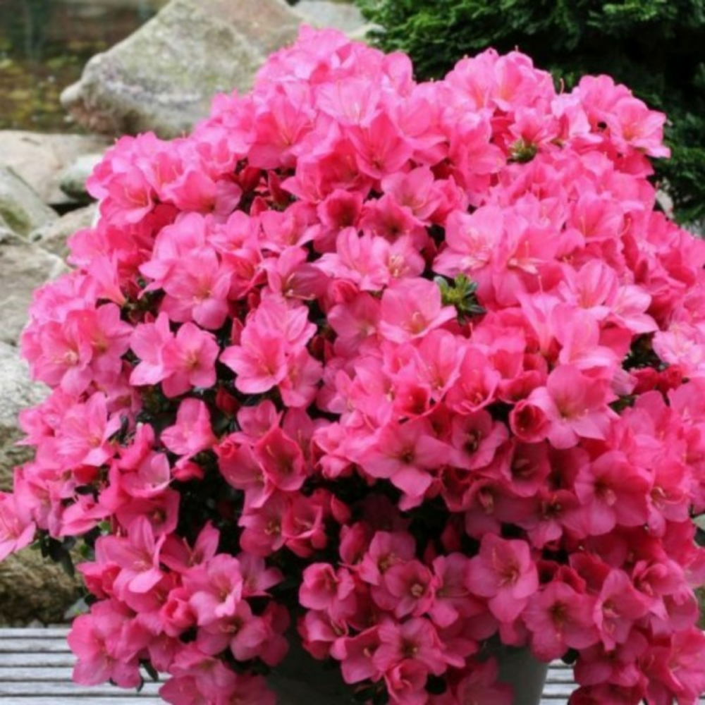 Rhododendron Azalea ‘Anouk ' | Flowbo - Flowbo B.V,