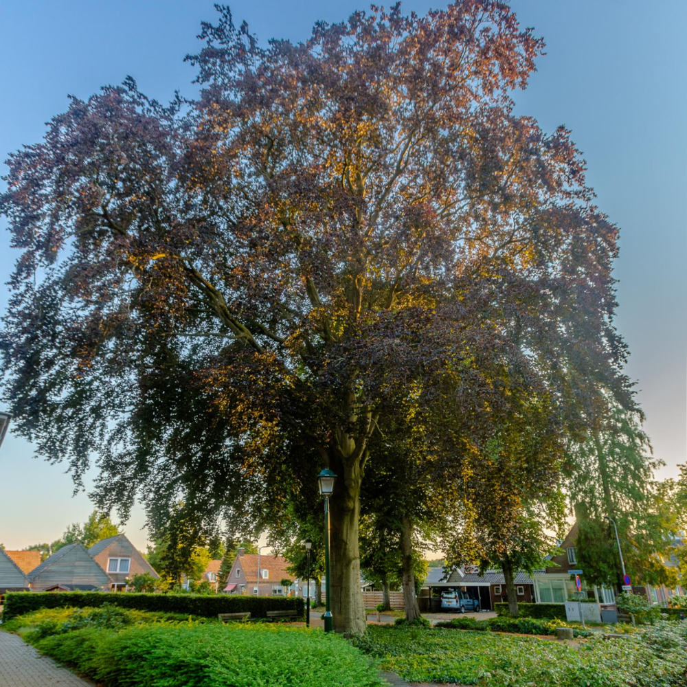 Rode Beuk laanboom - Fagus sylvatica Atropunicea - Flowbo B.V.
