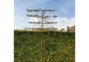 Leilindes - Flowbo B.V,