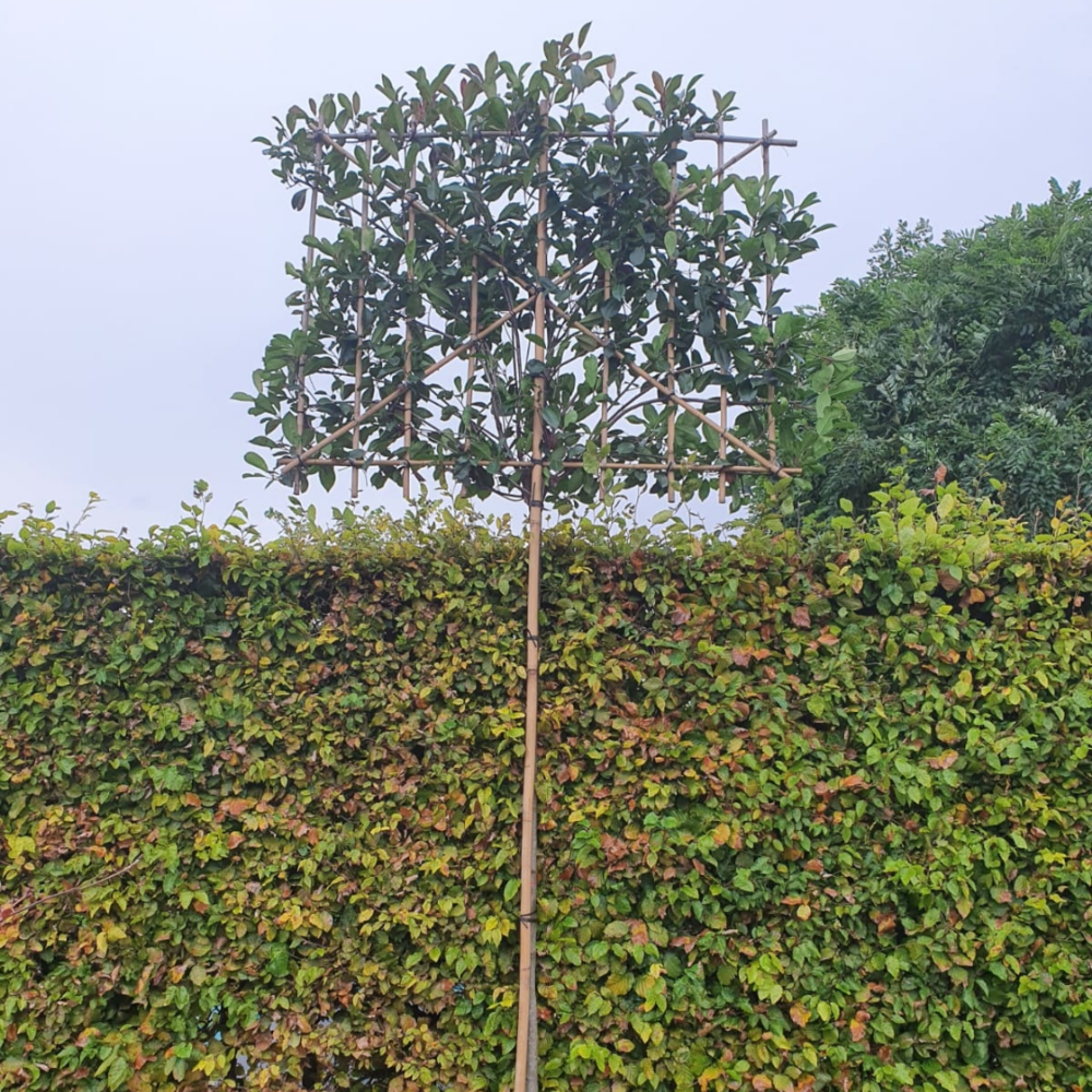 Lei Photinia fraseri Red Robin - Glansmispel - Flowbo B.V,