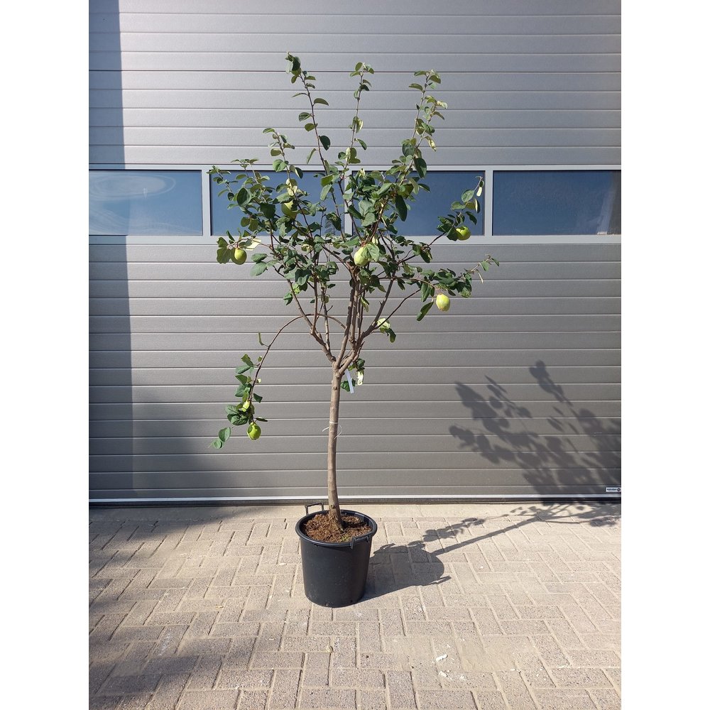 Kweepeerboom - Cydonia oblonga - Flowbo B.V,