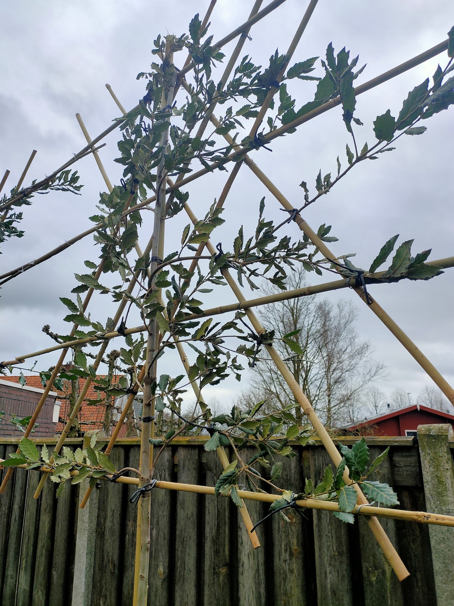 Kunnen leibomen tegen wind? - Flowbo B.V.