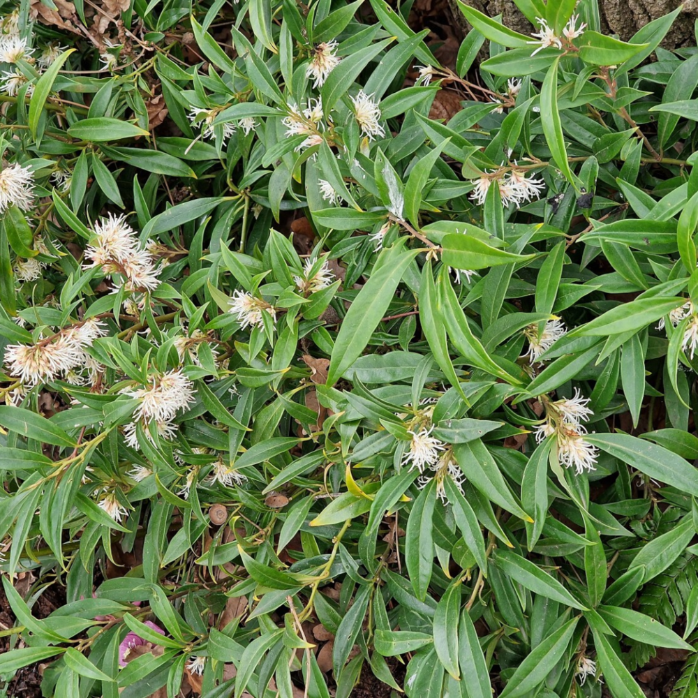 Sarcococca confusa - Flowbo B.V.